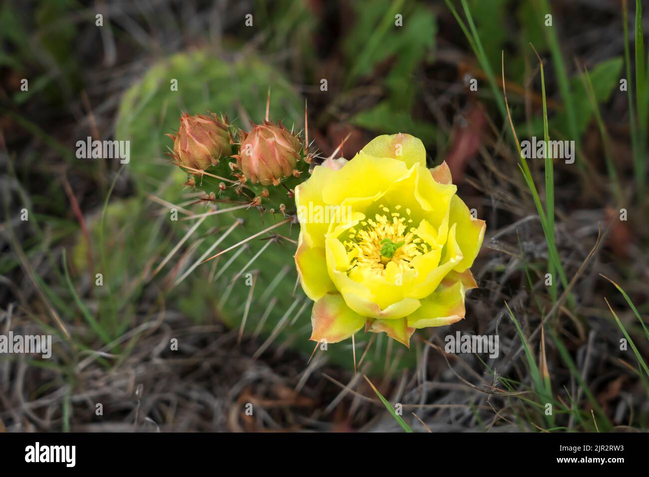 The prickly pear cactus blooming in Grasslands National Park in ...