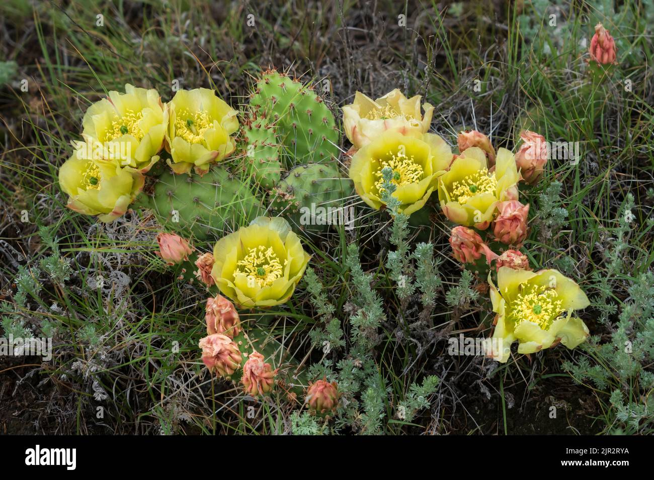 The prickly pear cactus blooming in Grasslands National Park in ...