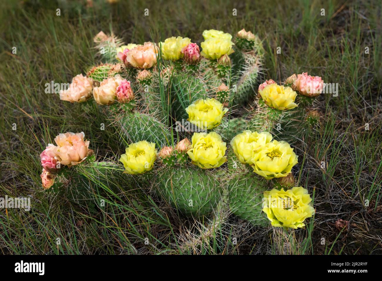 The prickly pear cactus blooming in Grasslands National Park in ...