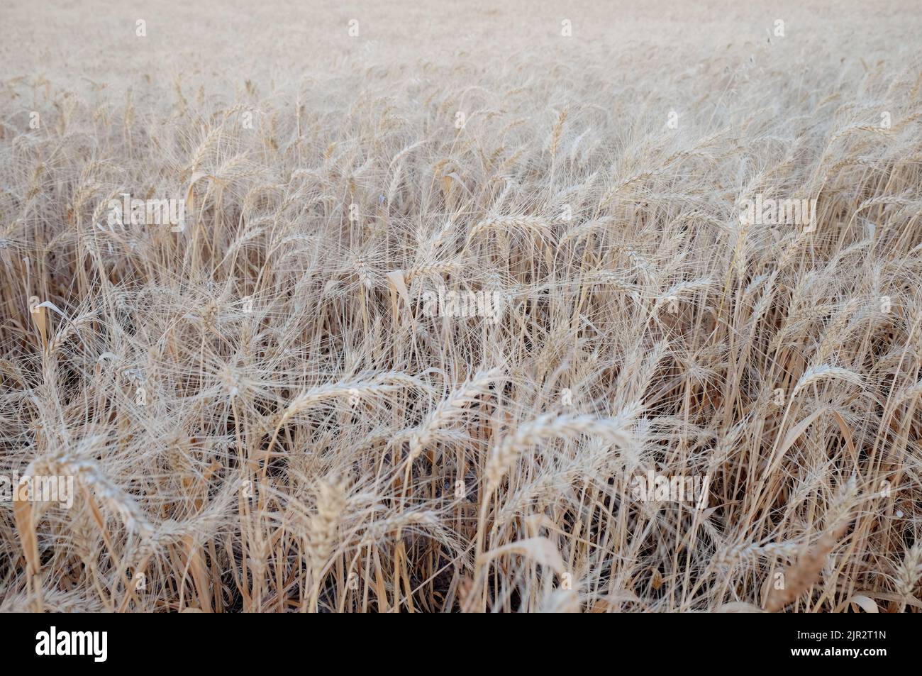 Turkey wheat hi-res stock photography and images - Alamy