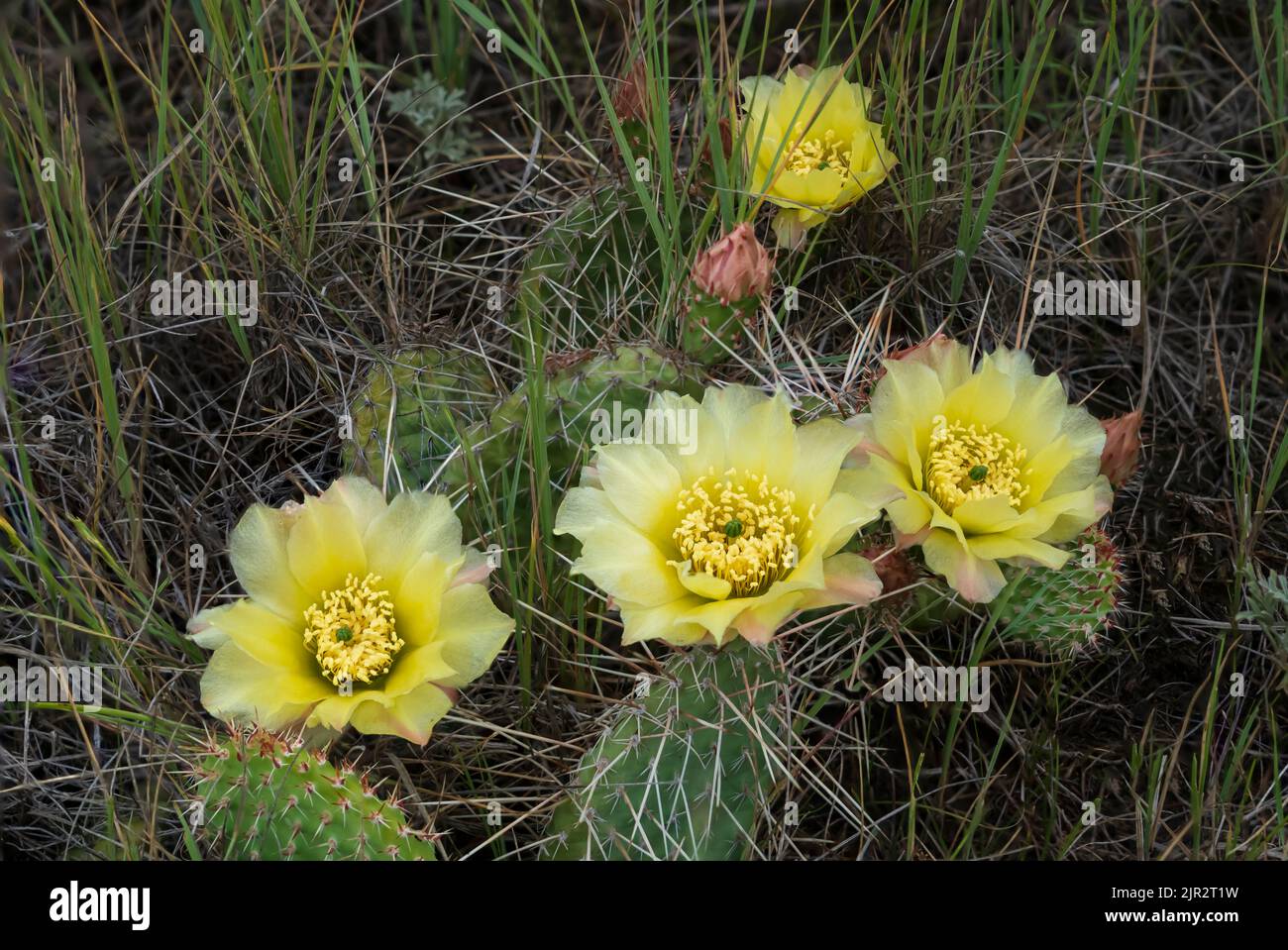 The prickly pear cactus blooming in Grasslands National Park in ...