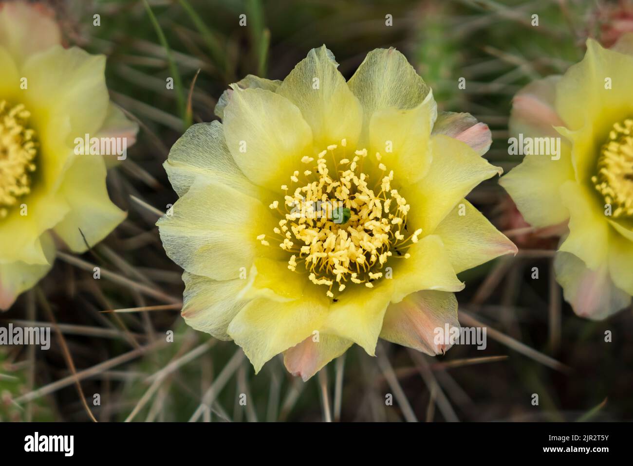 The prickly pear cactus blooming in Grasslands National Park in ...