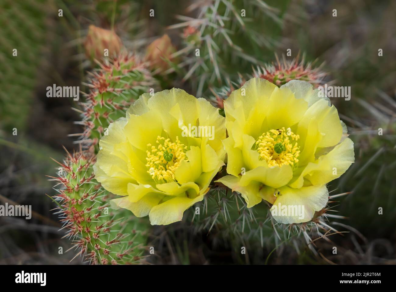 The prickly pear cactus blooming in Grasslands National Park in ...