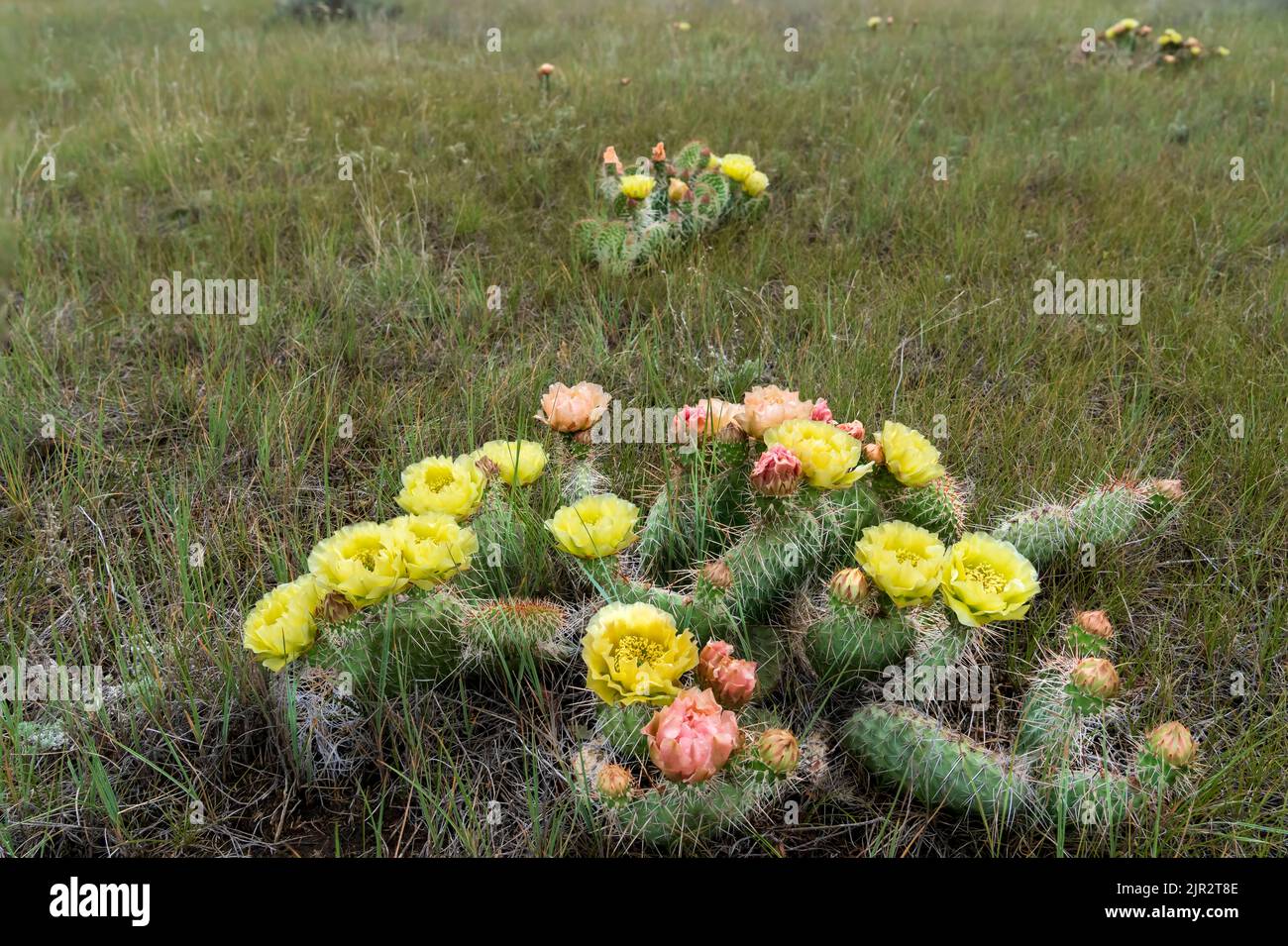 The prickly pear cactus blooming in Grasslands National Park in ...