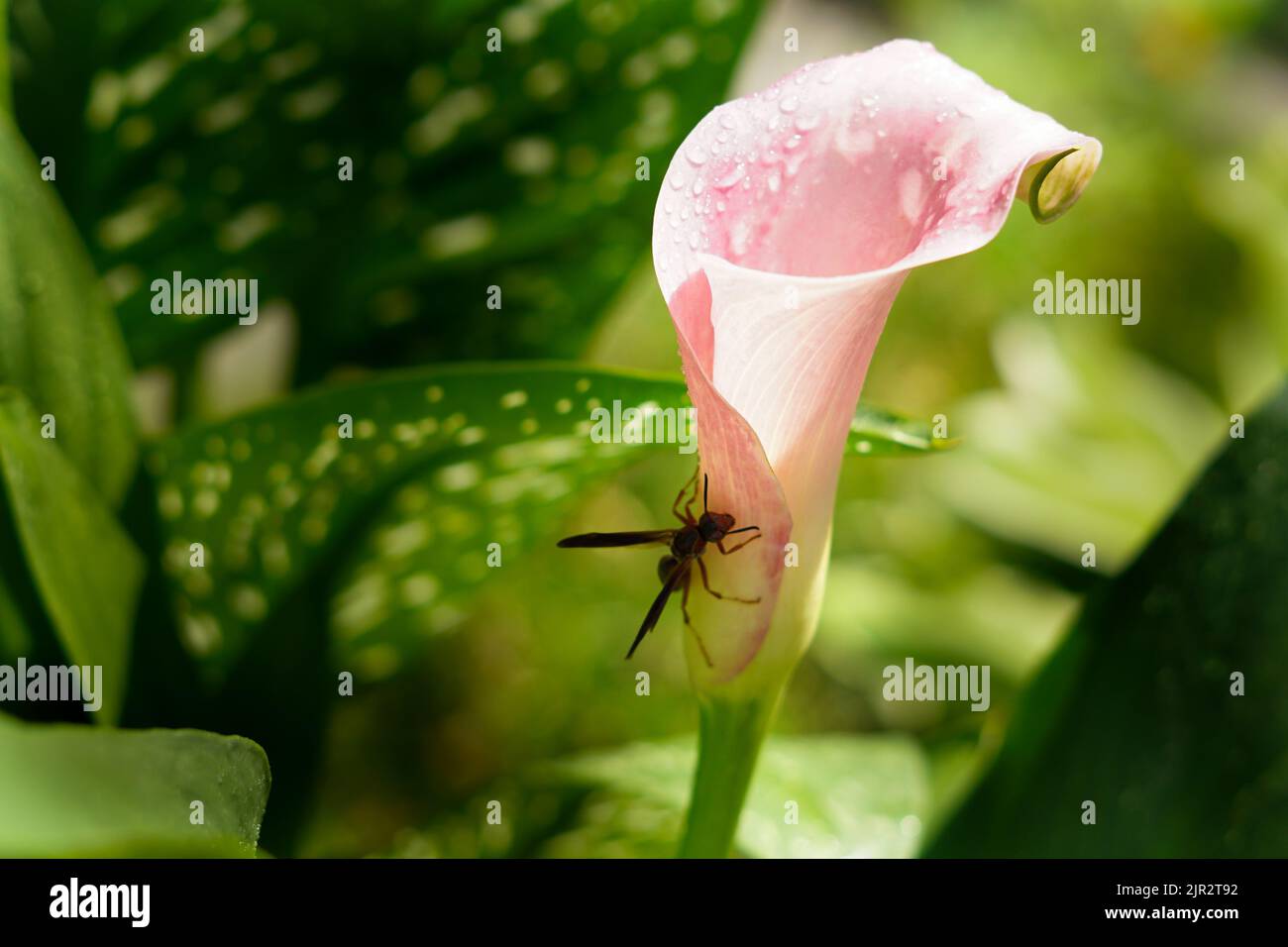 A close-up shot of a wasp crawling on a calla lily Stock Photo - Alamy