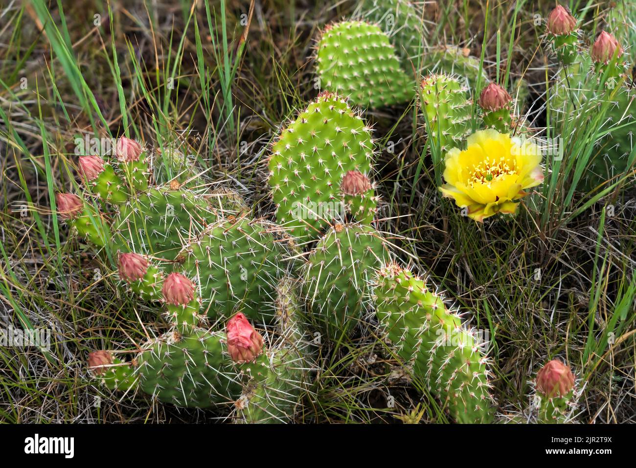 The prickly pear cactus blooming in Grasslands National Park in ...