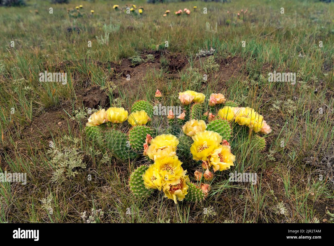 The prickly pear cactus blooming in Grasslands National Park in ...