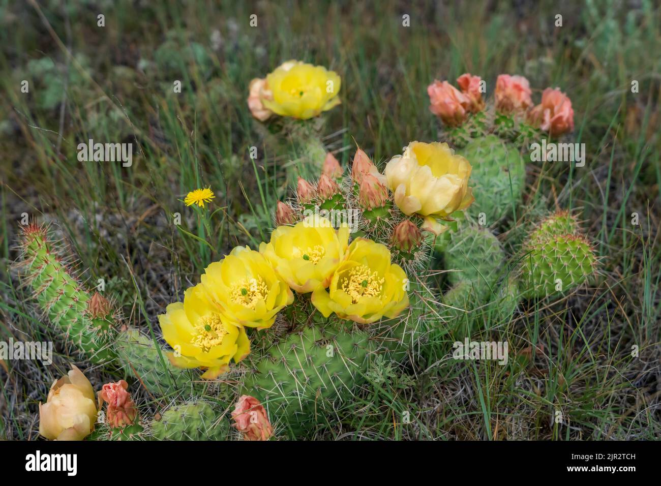 The prickly pear cactus blooming in Grasslands National Park in ...