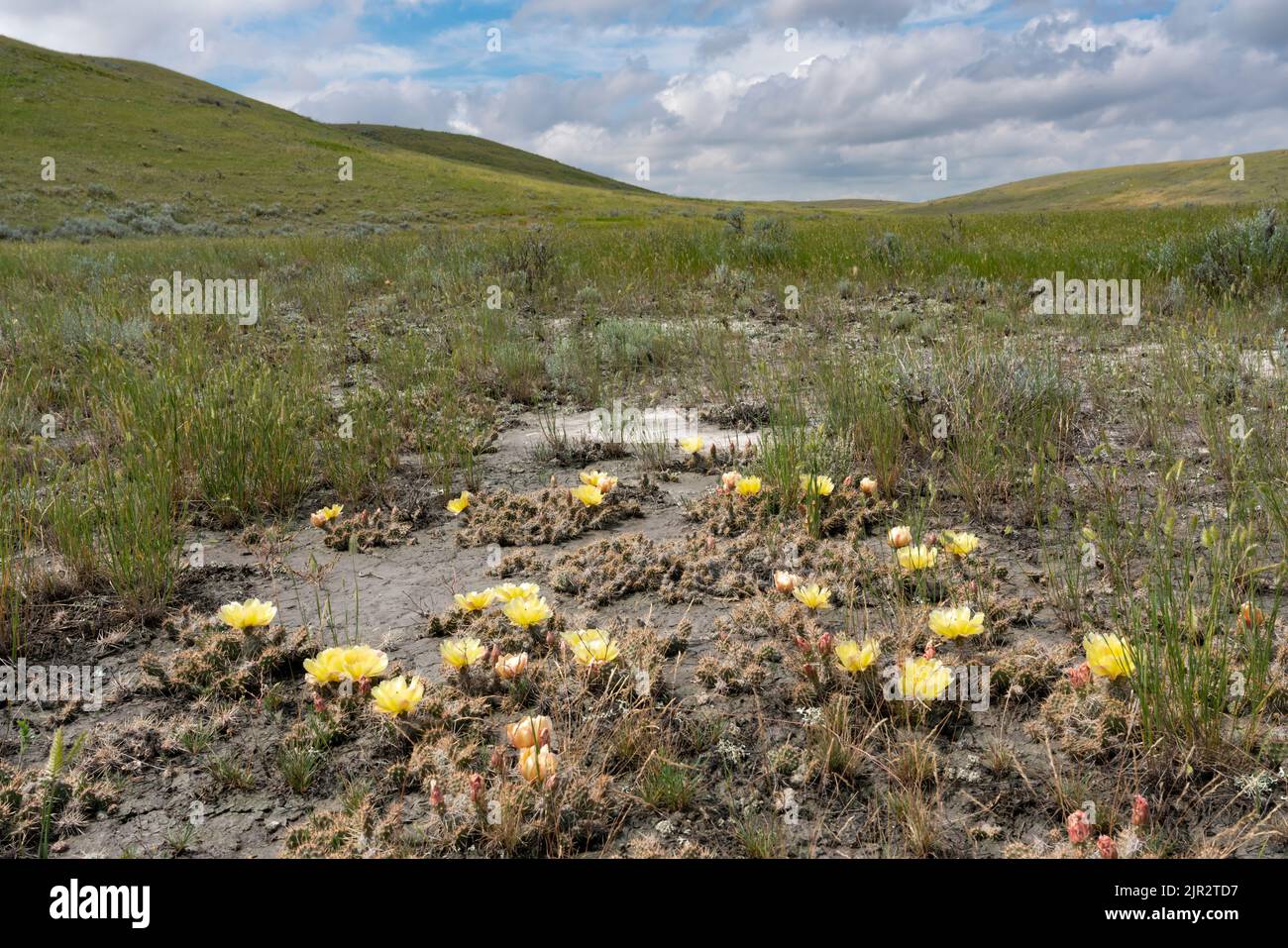 The prickly pear cactus blooming in Grasslands National Park in ...