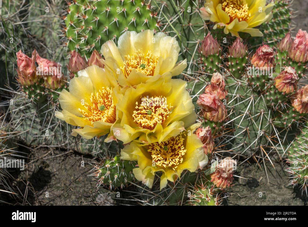 The prickly pear cactus blooming in Grasslands National Park in ...