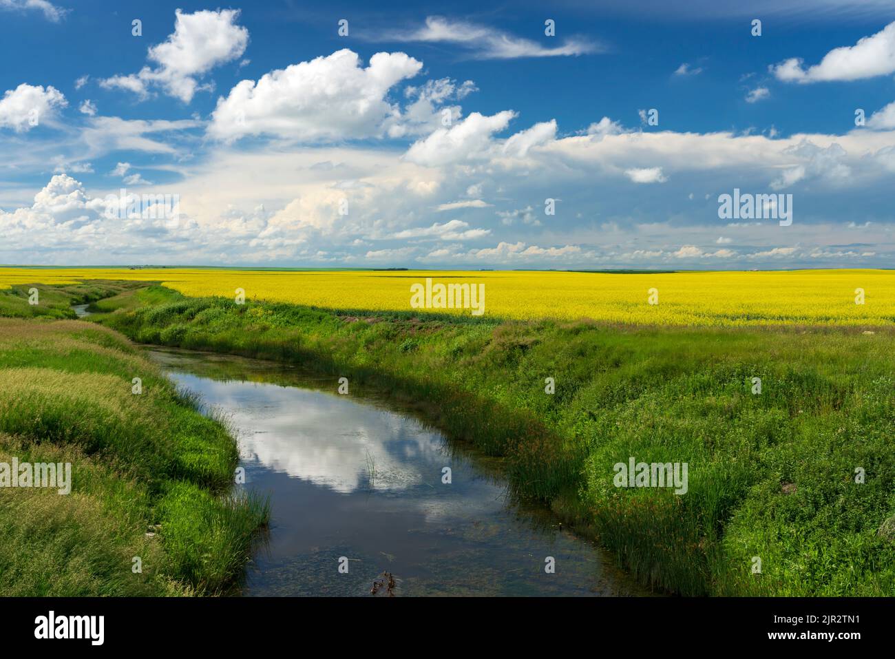 A drainage ditch with water and a yellow blooming canola field in rural ...