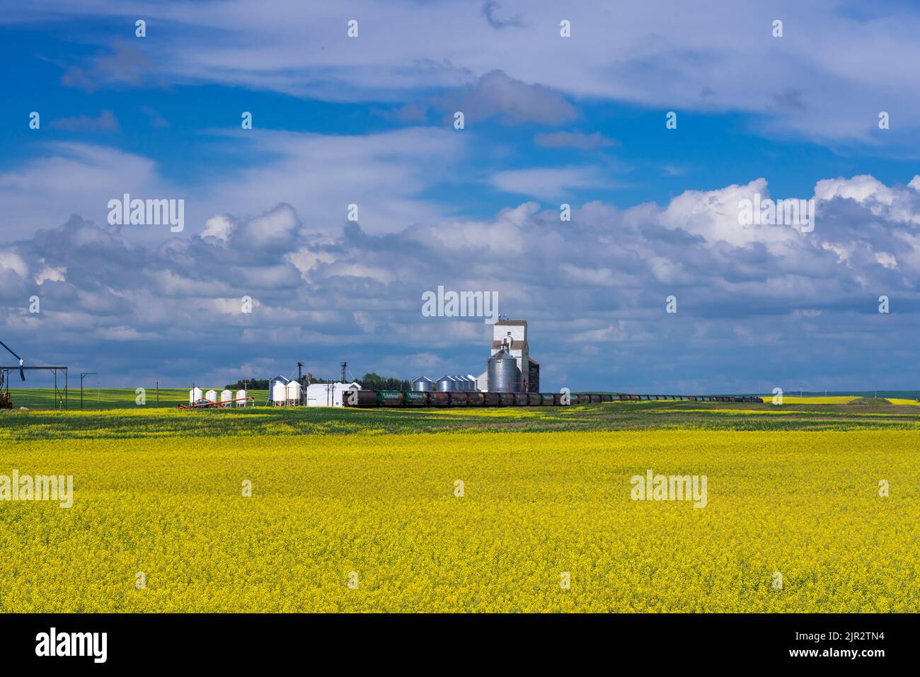 A grain elevator on the prairies with a yellow blooming canola field in ...