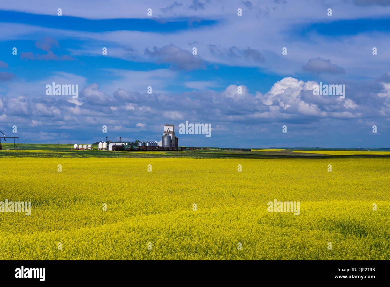 A grain elevator on the prairies with a yellow blooming canola field in ...
