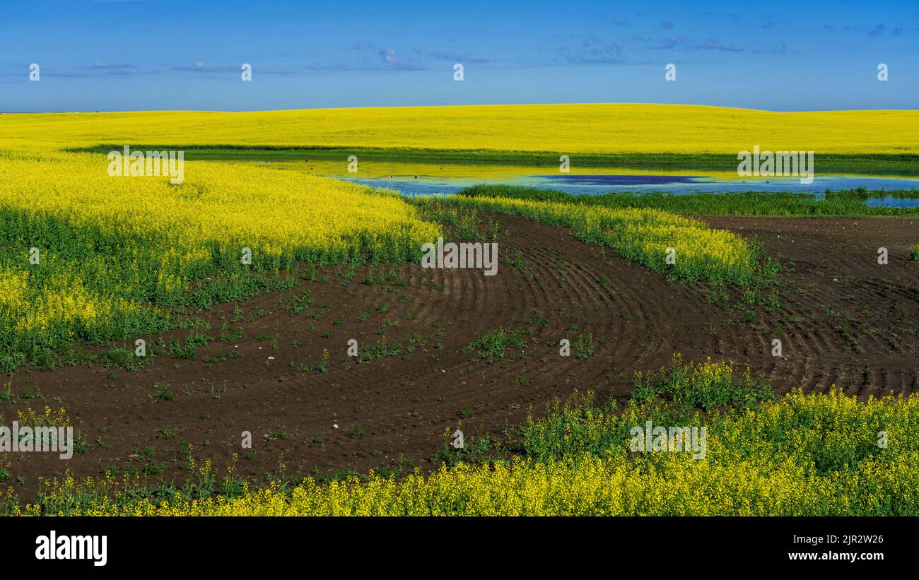 Saskatchewan farm hi-res stock photography and images - Alamy