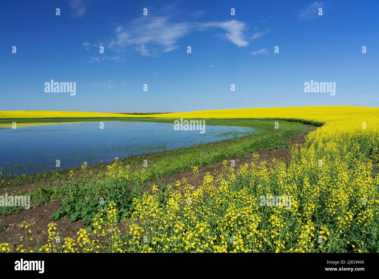 Yellow canola blooming in a farm field and pond in southern ...