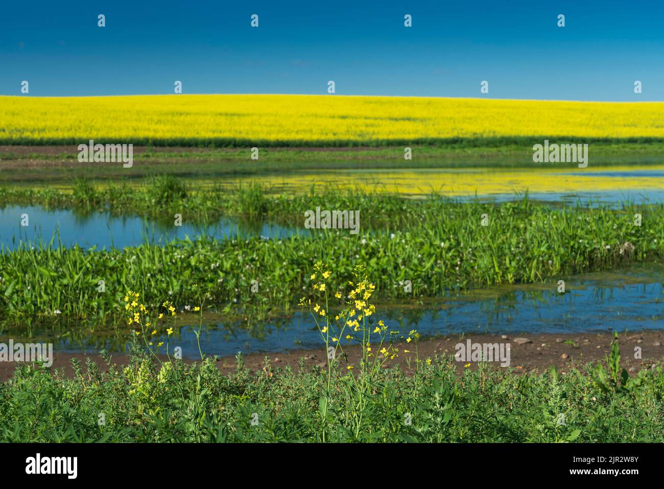 Yellow canola blooming in a farm field and pond in southern ...
