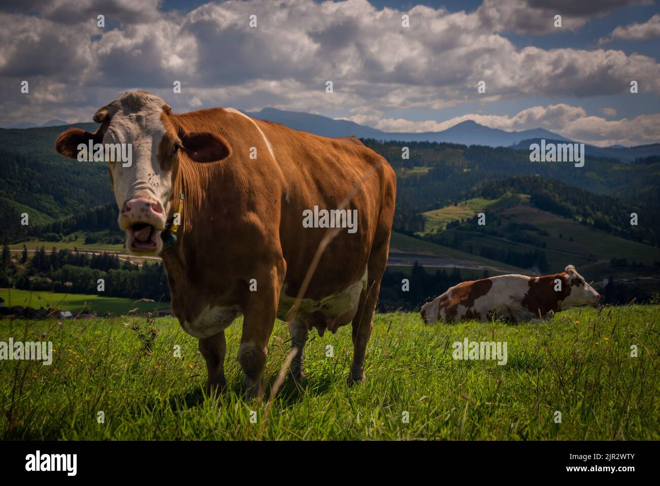 Color cow on green grass in Slovakia mountains in summer Stock Photo ...