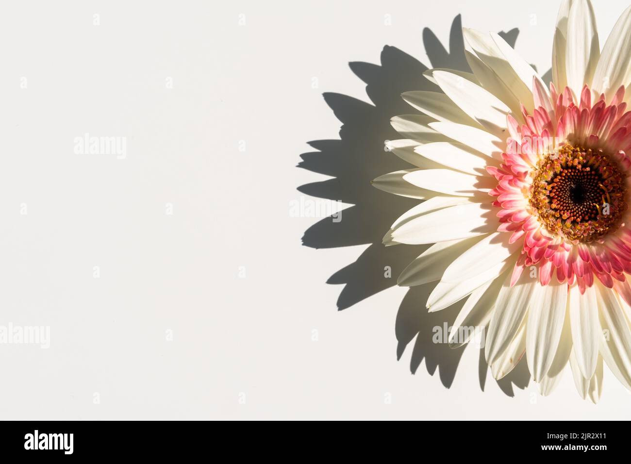 White gerbera on the white background, flat lay Stock Photo - Alamy