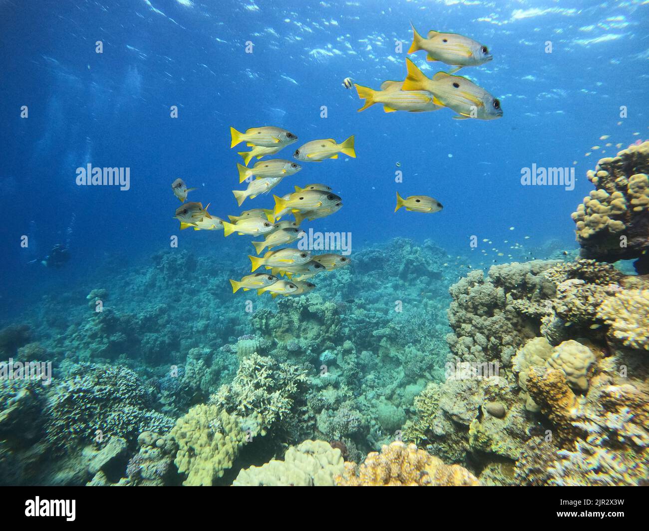 Colorful corals and small exotic fishes at the bottom of the Red sea in ...