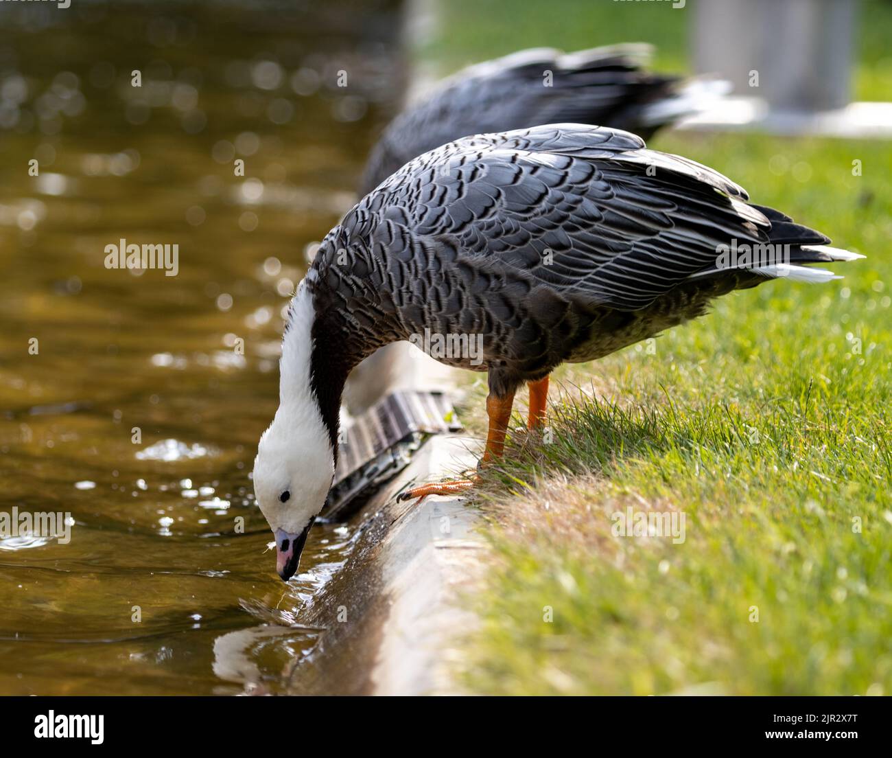 A view of a beautiful goose drinking water from a lake on a sunny day ...