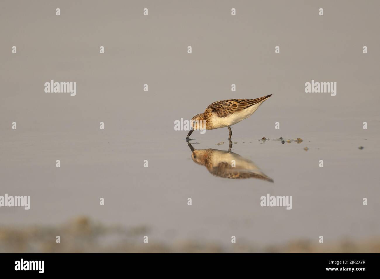 Little stint at Arad wetlands, Bahrain Stock Photo - Alamy
