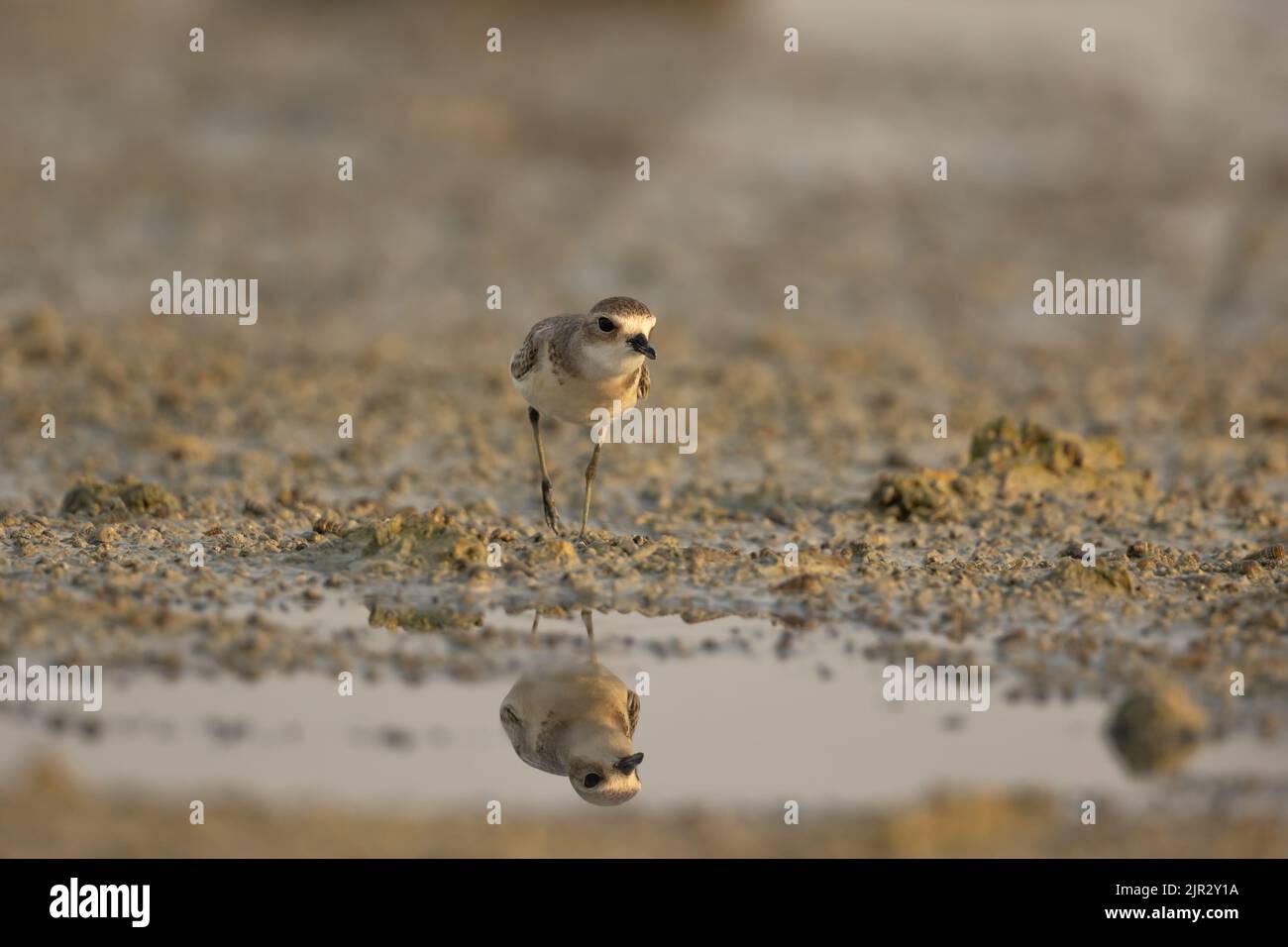 Lesser sand plover on wetland with perfect reflection in water, Arad ...