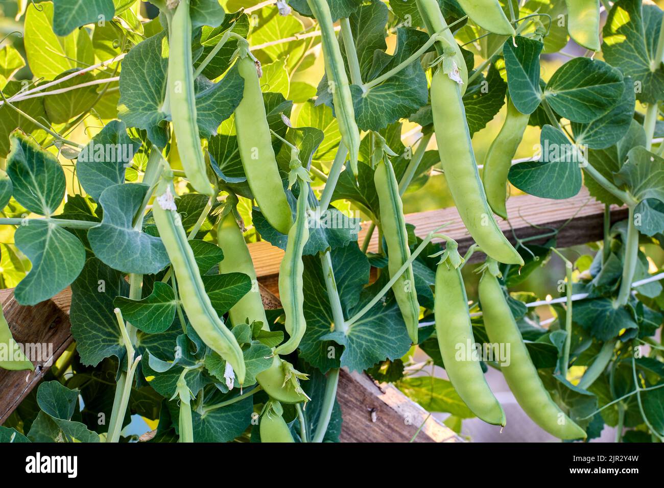 Pods of peas growing in vegetable grower garden Stock Photo - Alamy