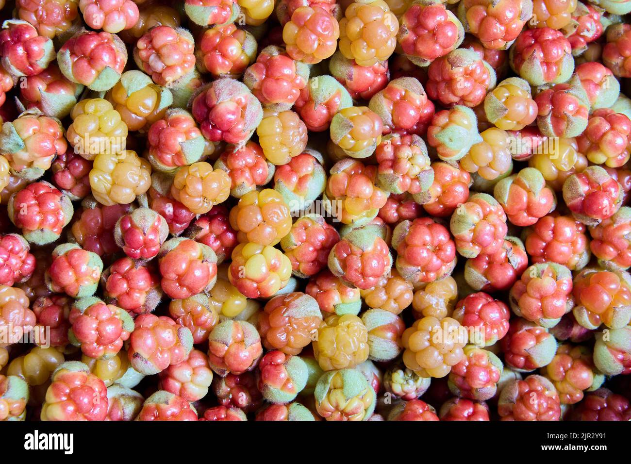 Full frame texture of cloudberries are scattered on table to dry Stock ...