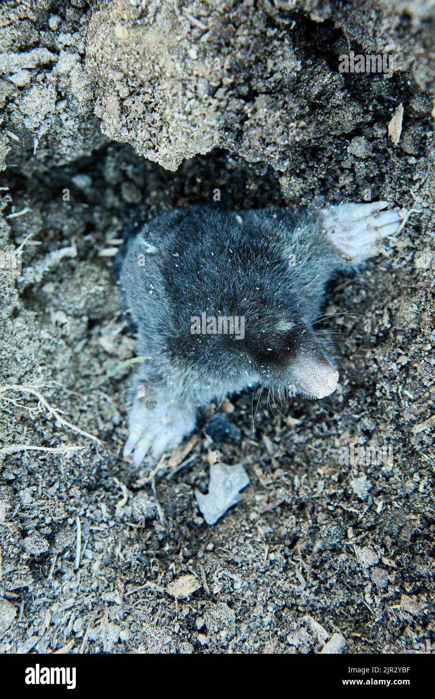 Mole wild animal in hi-res stock photography and images - Alamy