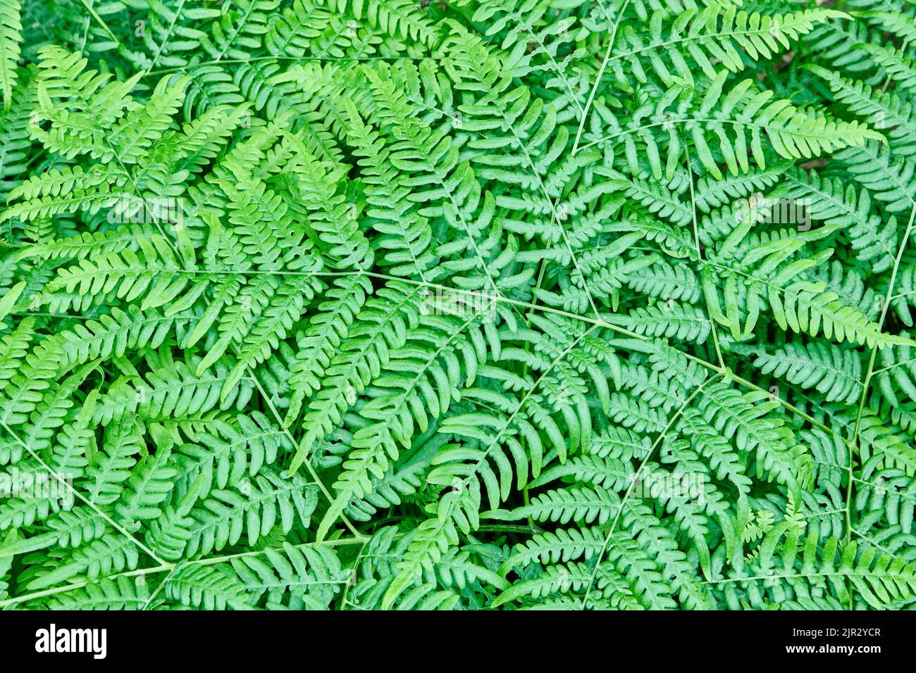 Forest wild fern, plant texture in full frame Stock Photo - Alamy