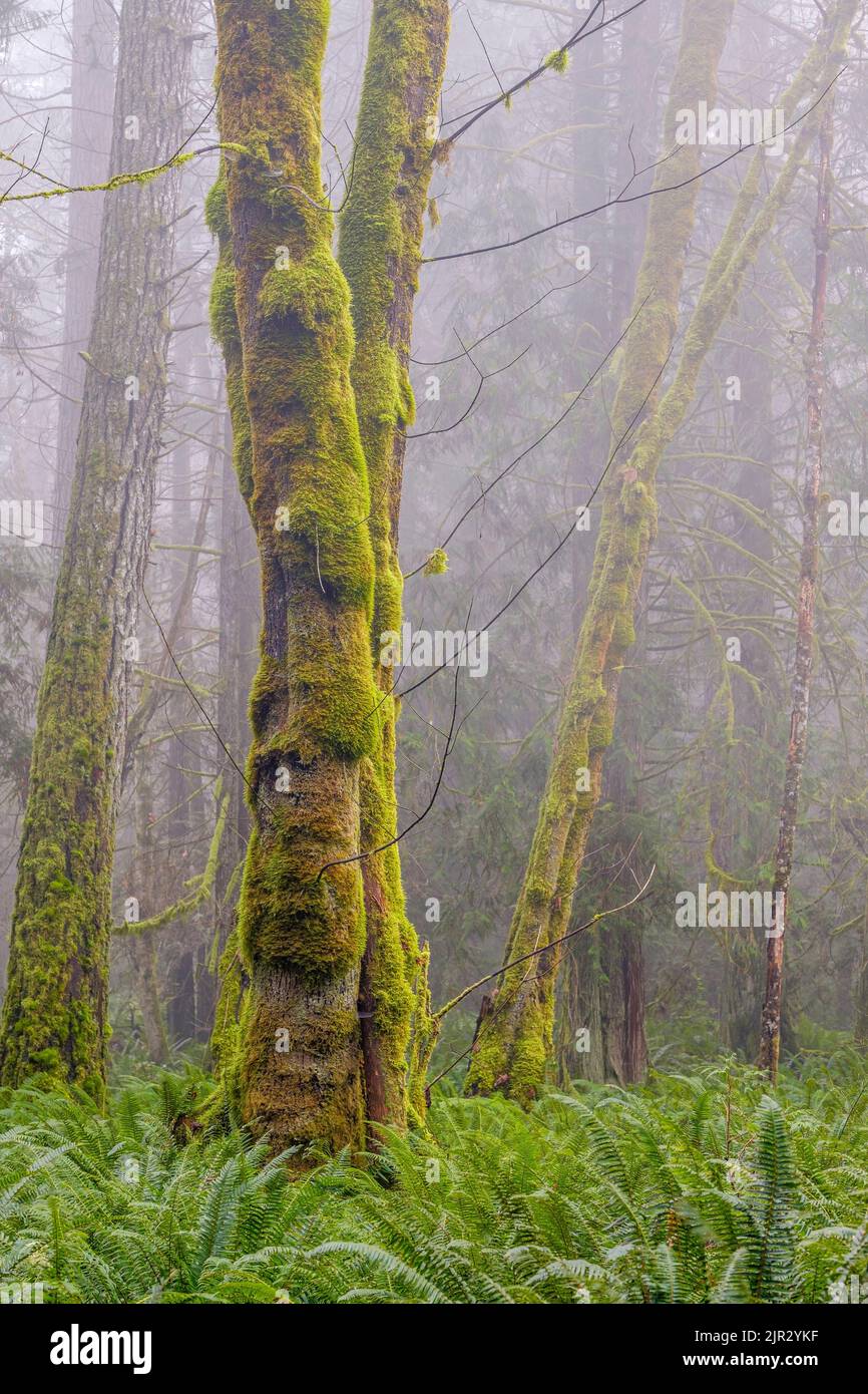 Vertical tree trunks covered in green moss in a misty forest Stock ...