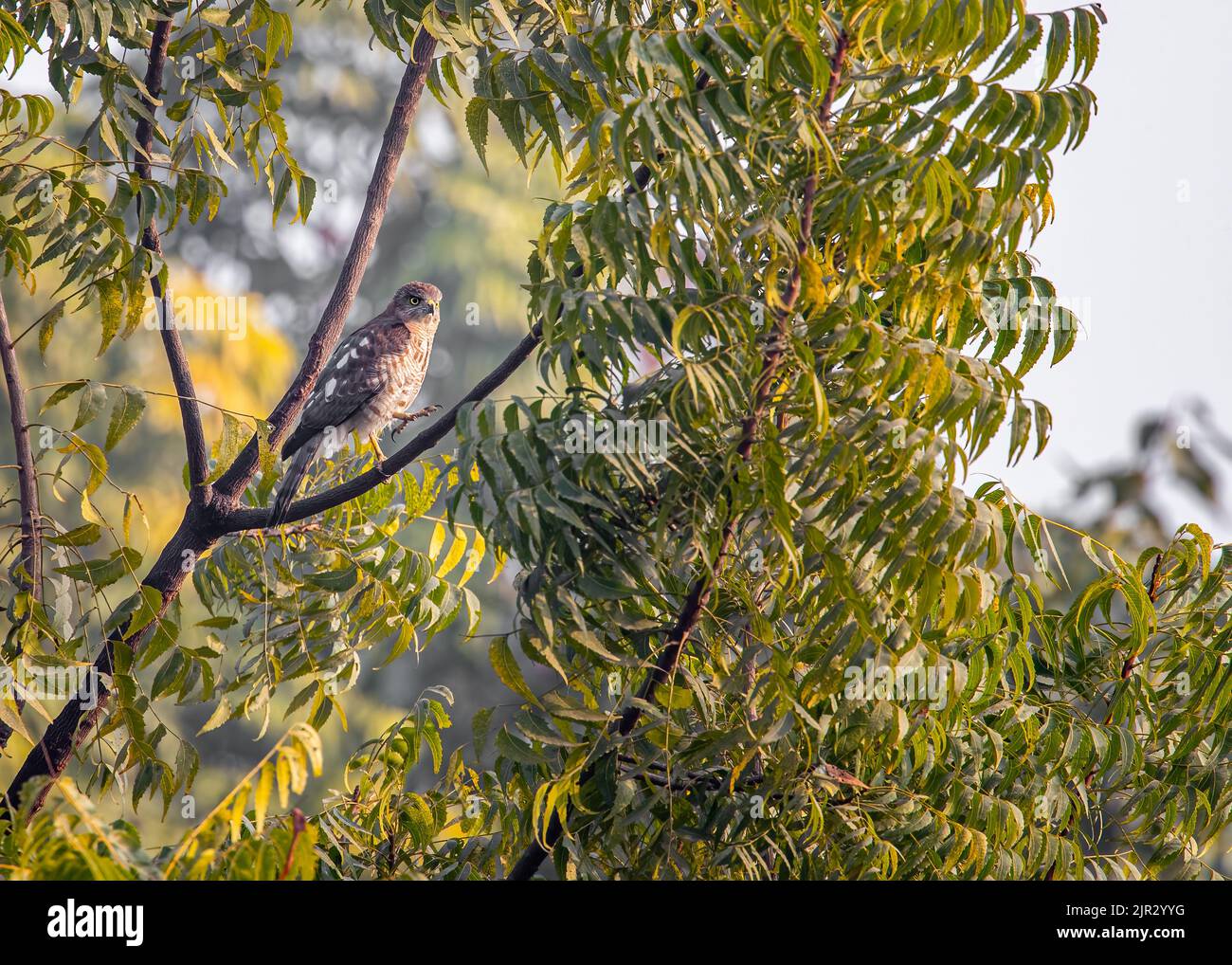 Asian shikra hi-res stock photography and images - Alamy
