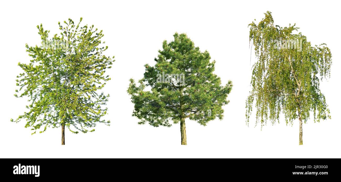 Spruce pine, maple and birch isolated on white background Stock Photo ...