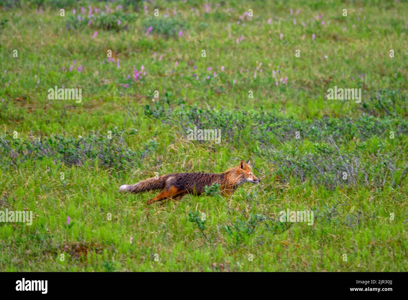 A red fox running after a prey in a meadow rich with flowers and grass ...