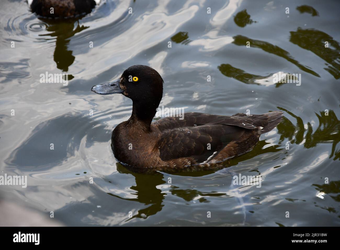 A closeup of a lovely black duck with yellow eyes floating on the water ...