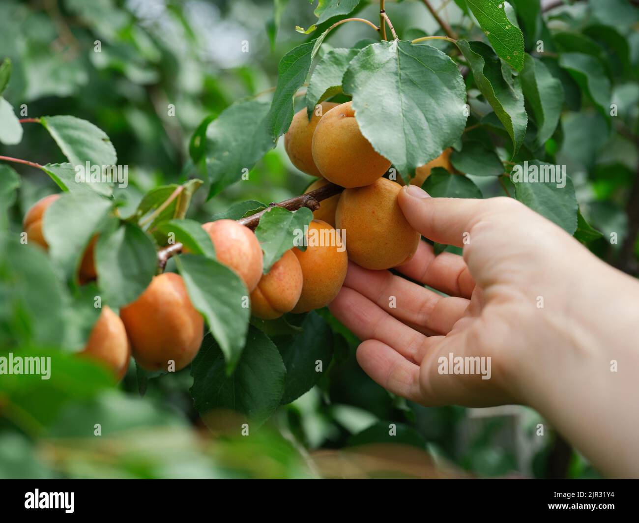 A woman picking a ripe apricot. Close up Stock Photo - Alamy