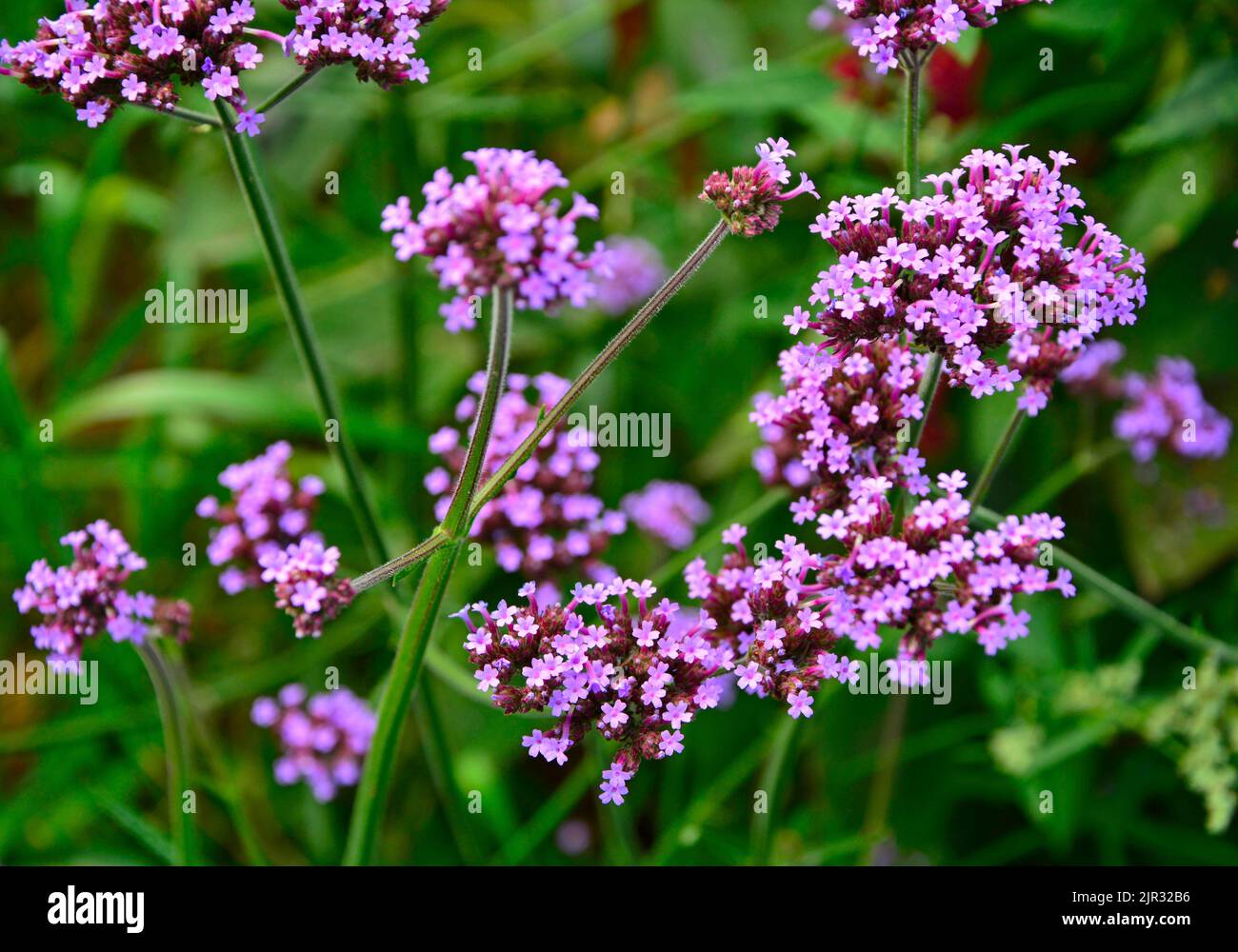 Verbena with amaranth hi-res stock photography and images - Alamy