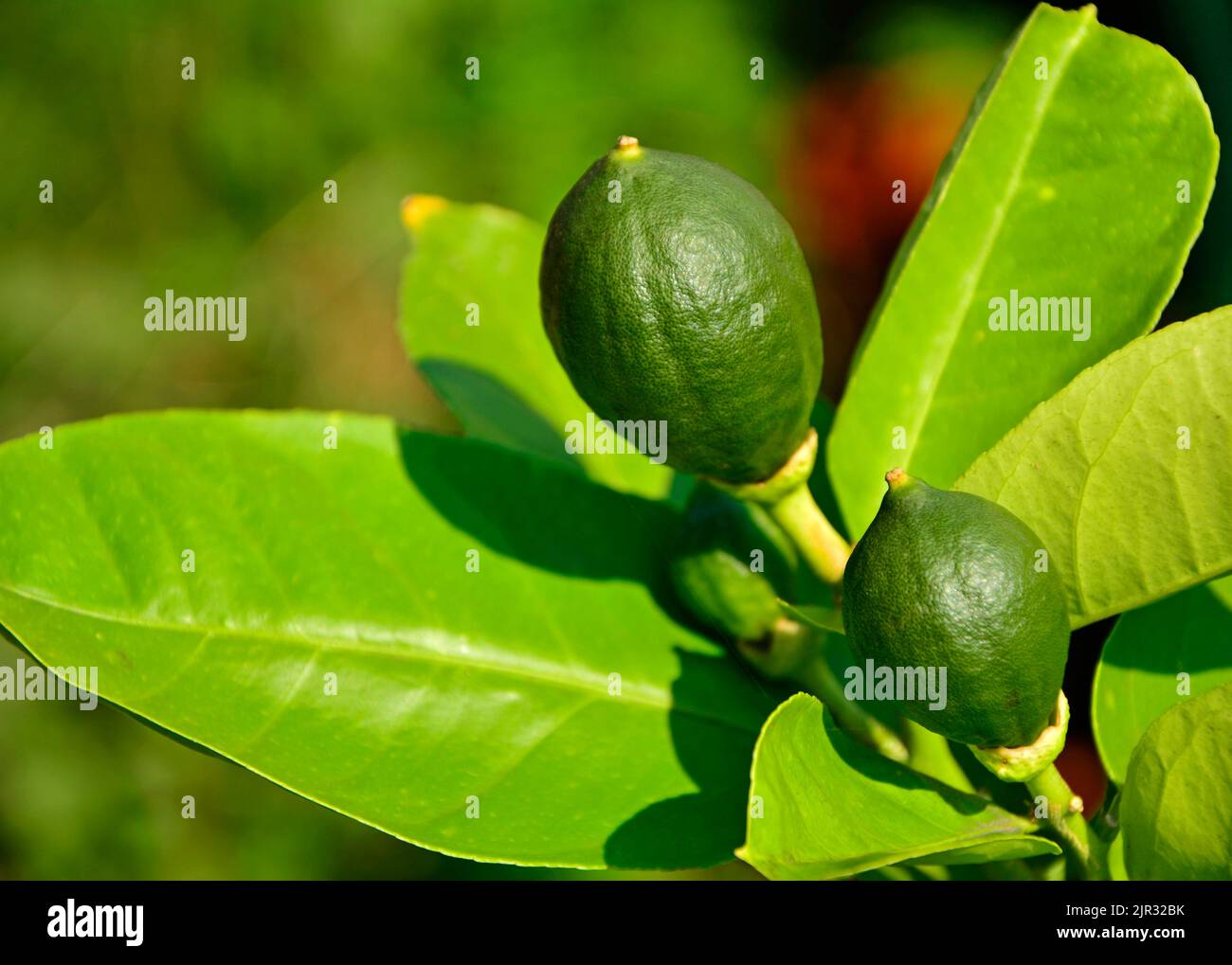 Green lemons on the citrus bush hi-res stock photography and images - Alamy