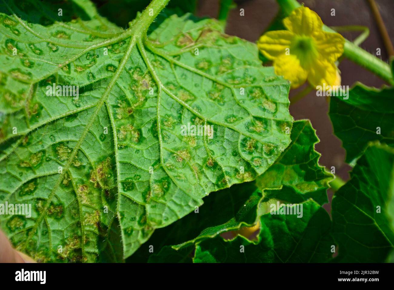Melon leaves with spots hi-res stock photography and images - Alamy