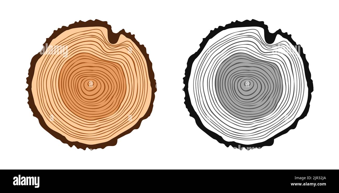 Round tree trunk cuts in various colors, sawn pine or oak slices ...