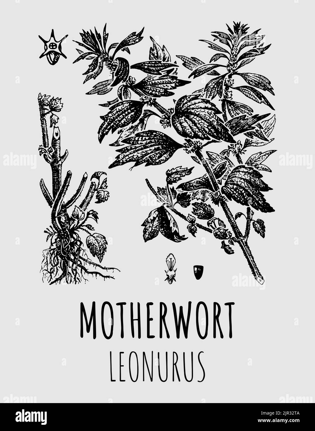 Botanical illustration of motherwort Stock Vector Images - Alamy