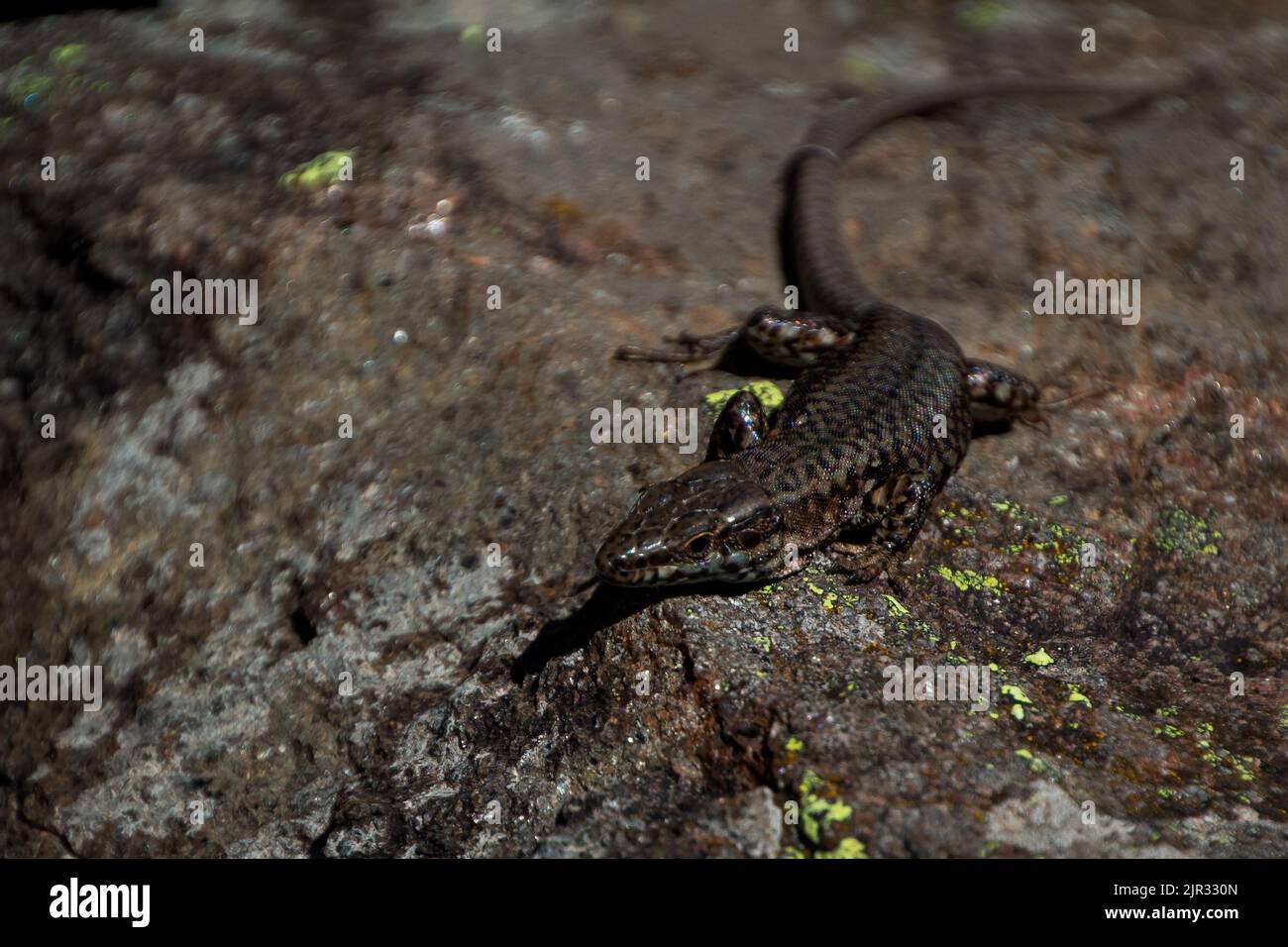 A closeup shot of a common wall lizard perched on the rocks in the ...