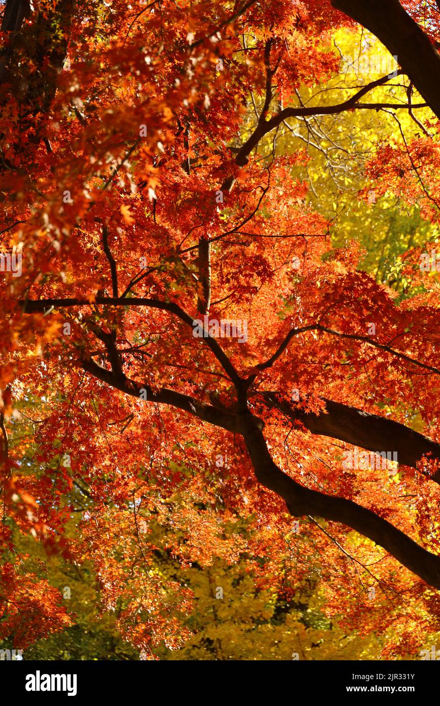 A photograph of a forest canopy colored with autumn leaves as a ...