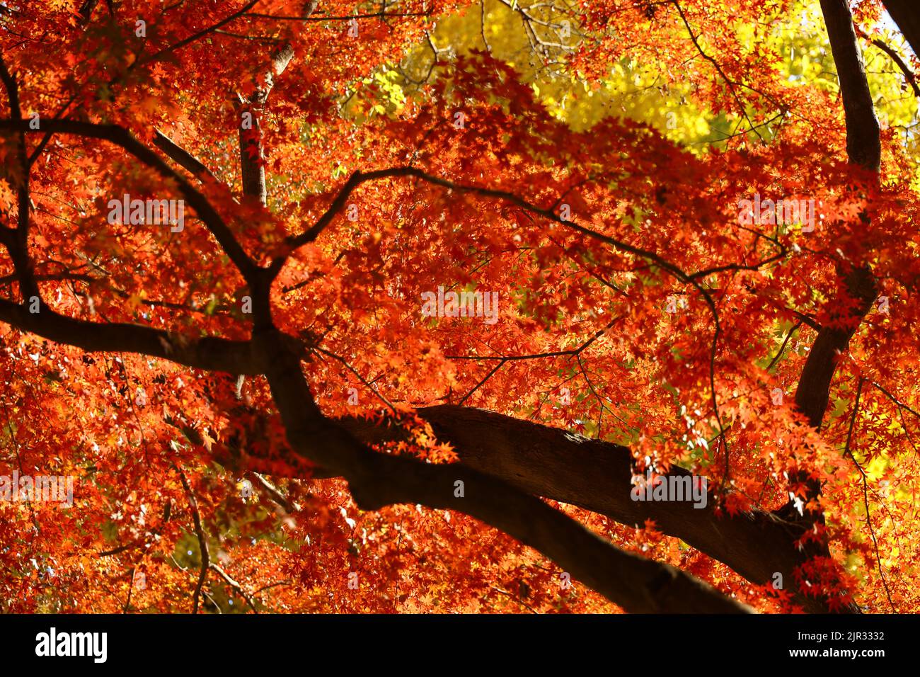 A photograph of a forest canopy colored with autumn leaves as a ...
