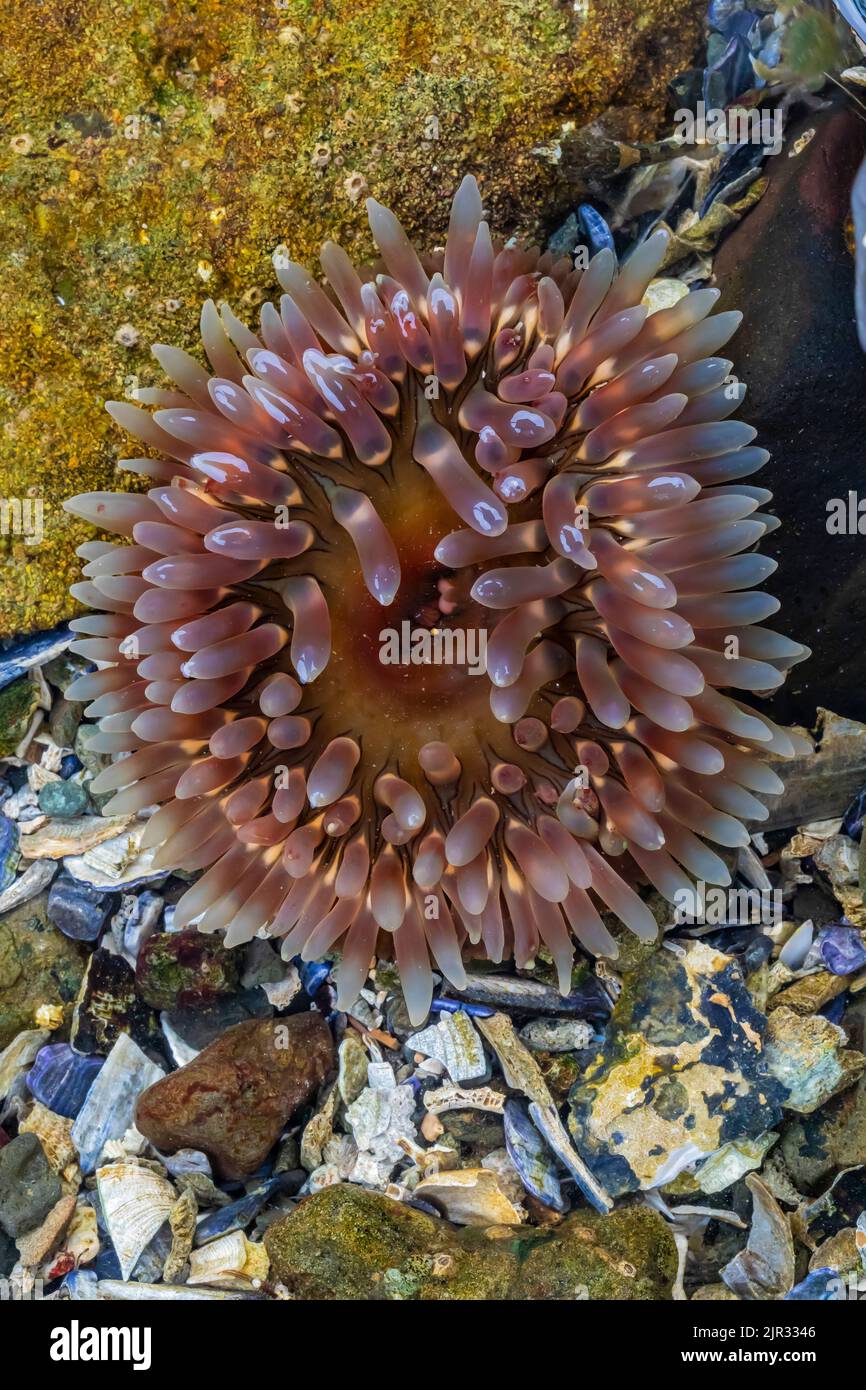 Buried Anemone, Urticina coriacea, at Tongue Point in Salt Creek ...