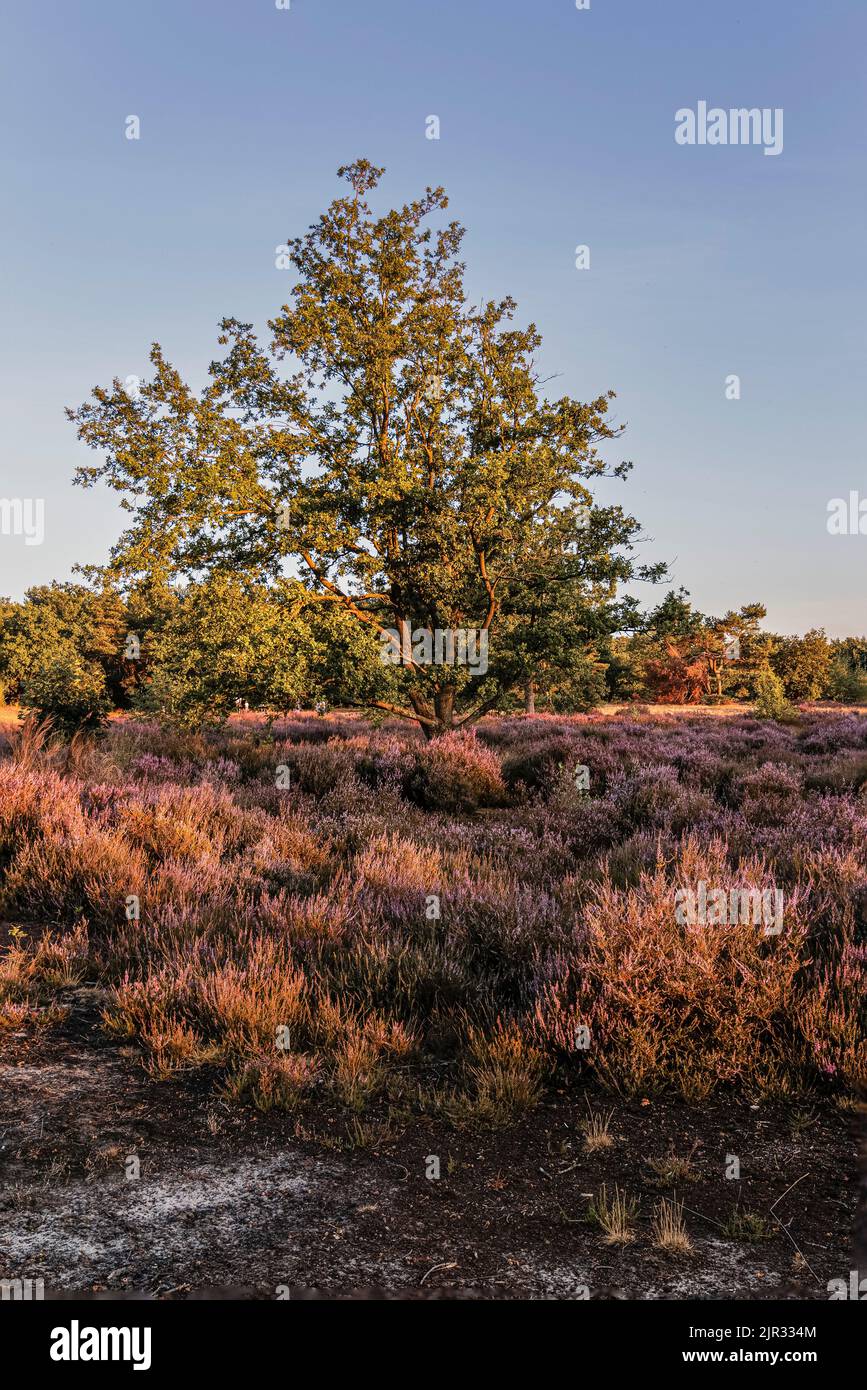 The heather season in Belgium Stock Photo - Alamy