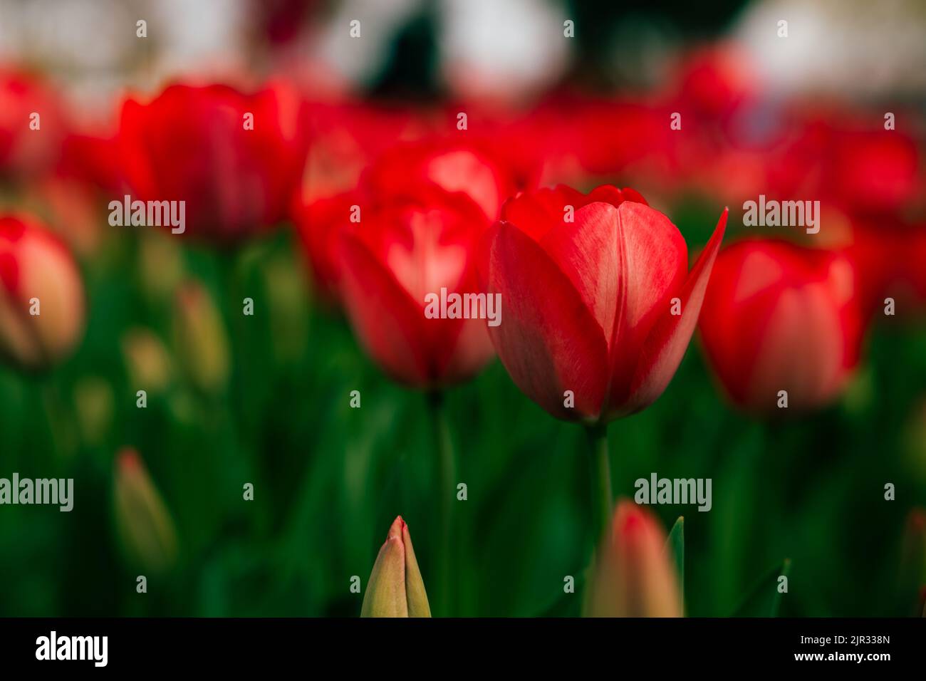 Printable tulip photo. Red tulips in focus in the park in spring ...