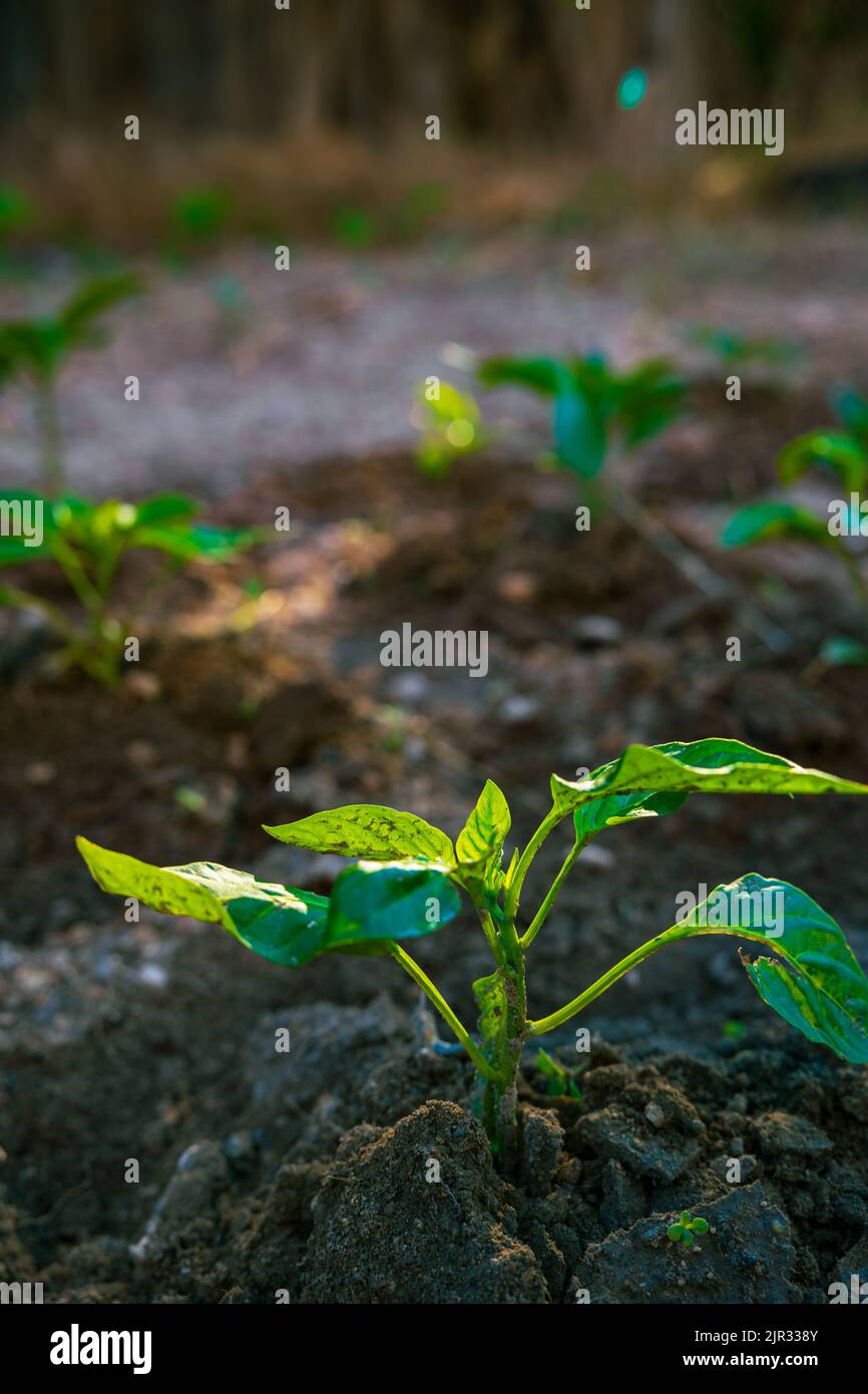 Growing little plants in the garden. Vegetable production background ...