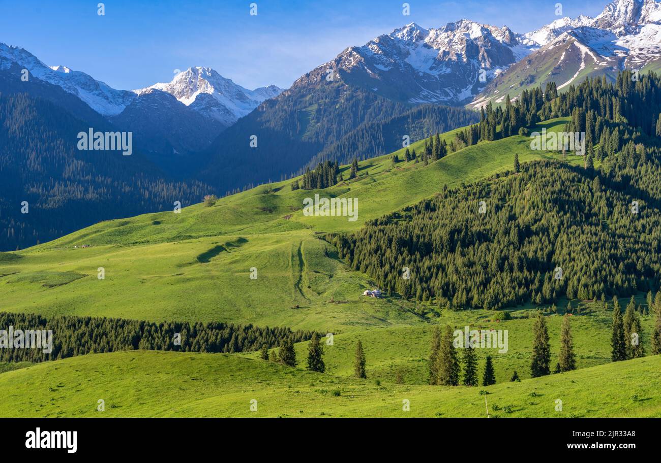 A beautiful scenic view of green hills with forest and snow-peaked ...