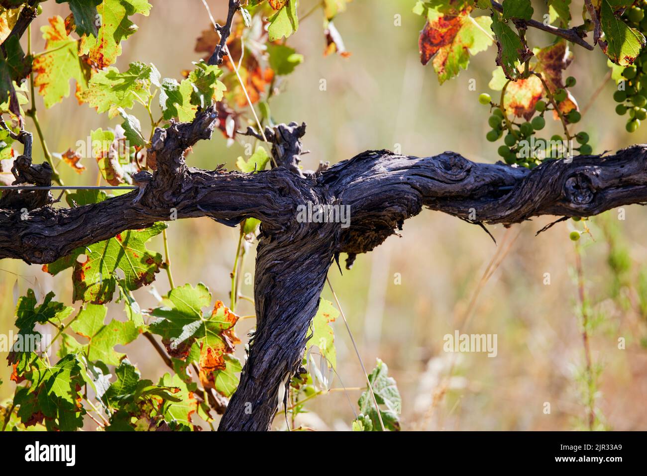 A closeup shot of a twisted grapevine tree bark with leaves on its ...